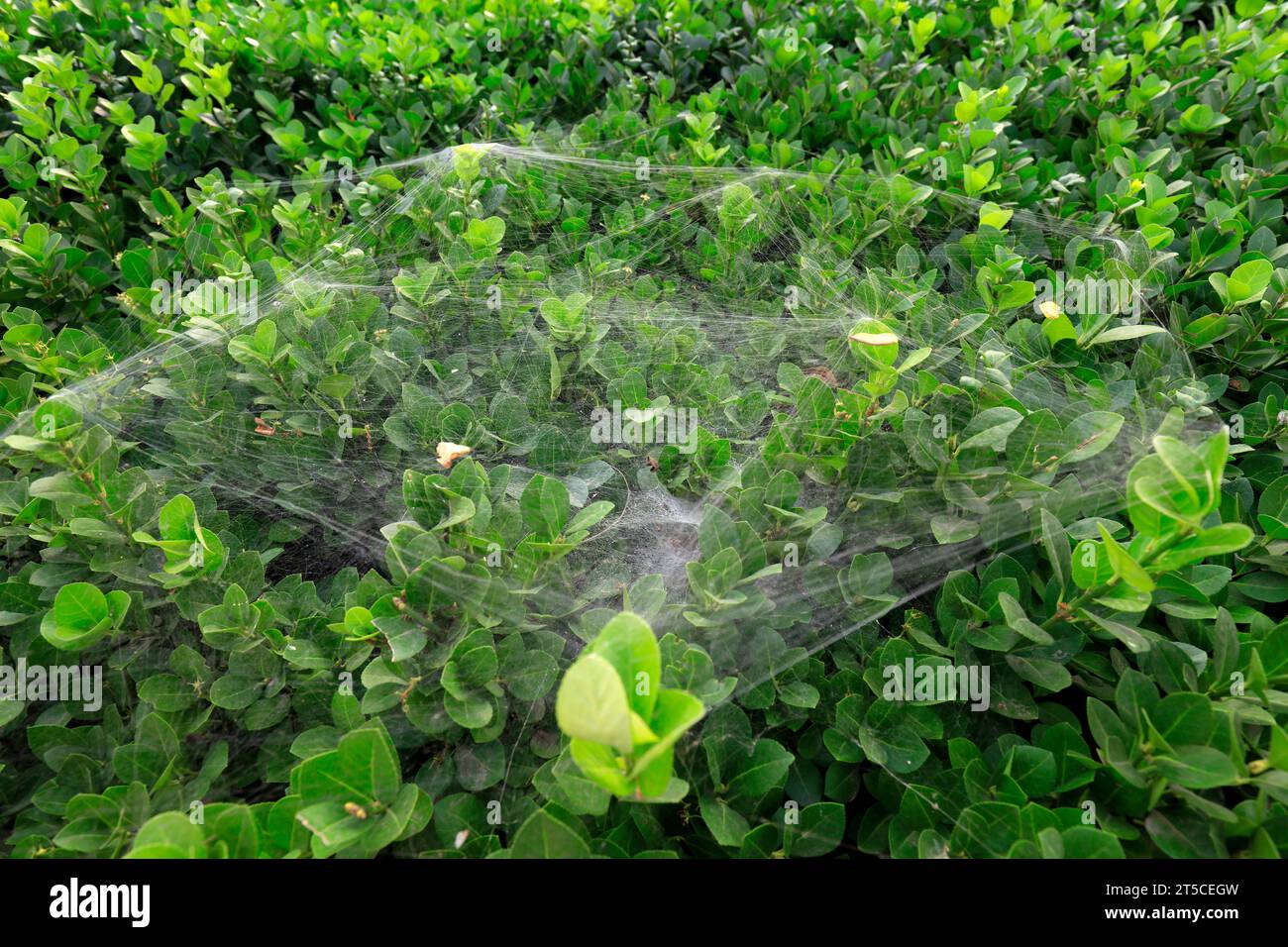 Spider webs on plants Stock Photo - Alamy