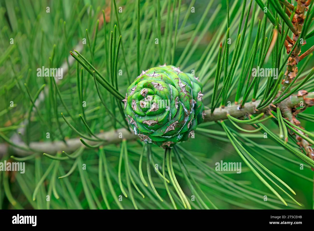 Green pine cones Stock Photo - Alamy