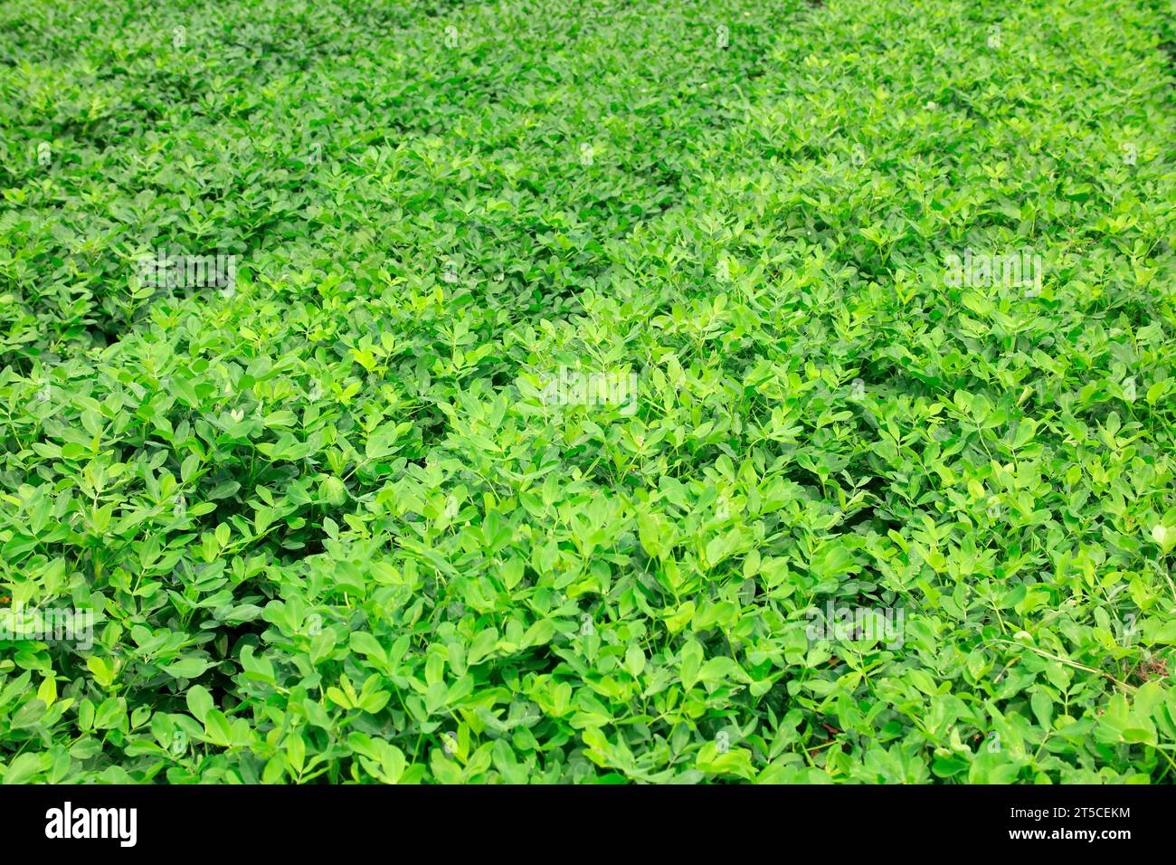 Peanut field plantation fields peanuts hi-res stock photography and ...