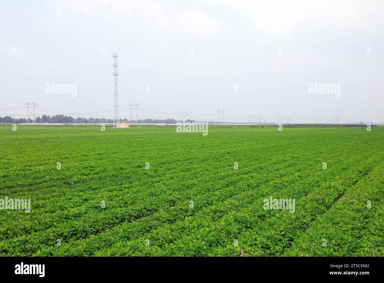 Peanut field plantation fields peanuts hi-res stock photography and ...