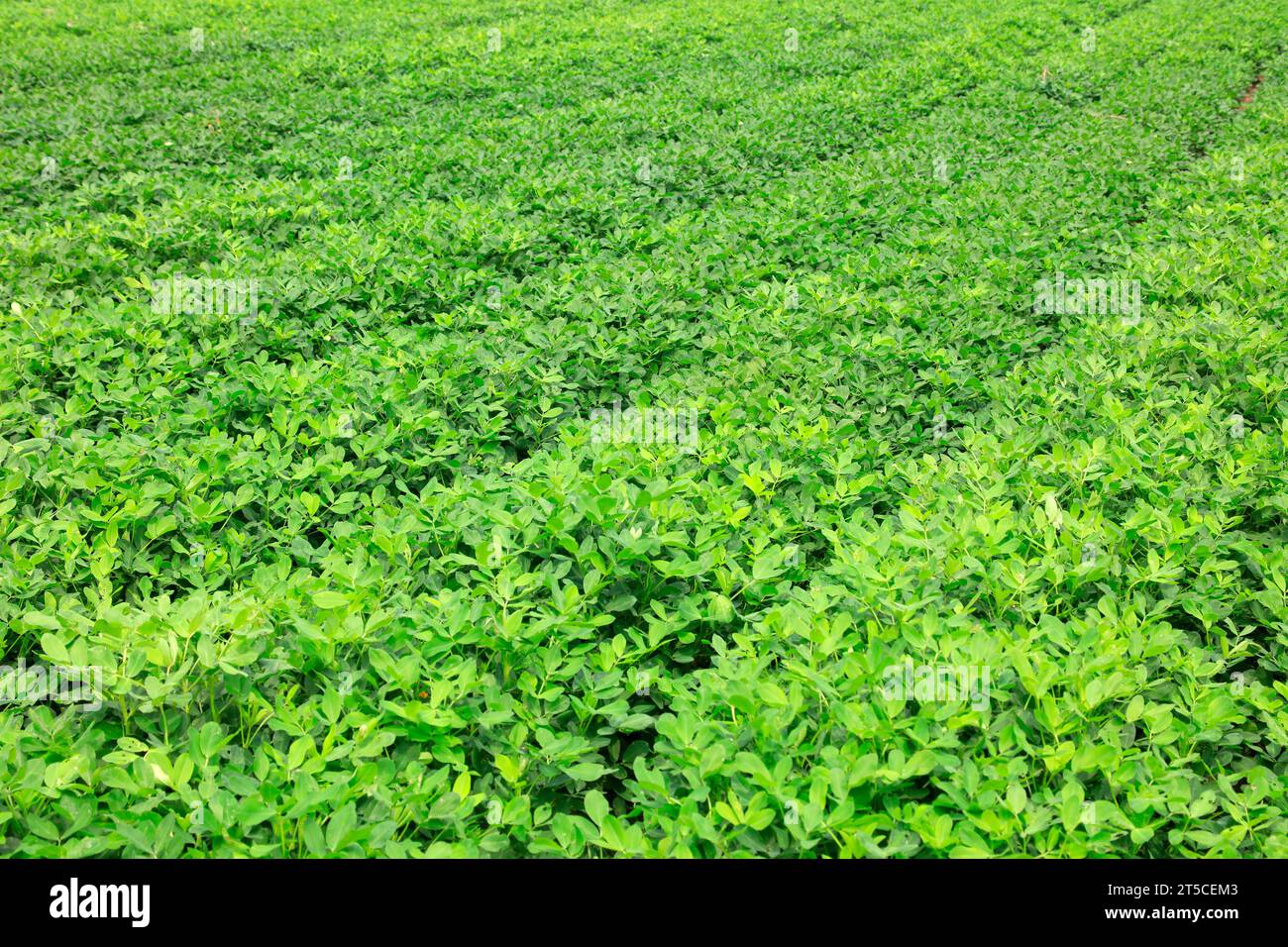 peanut field in summer Stock Photo - Alamy