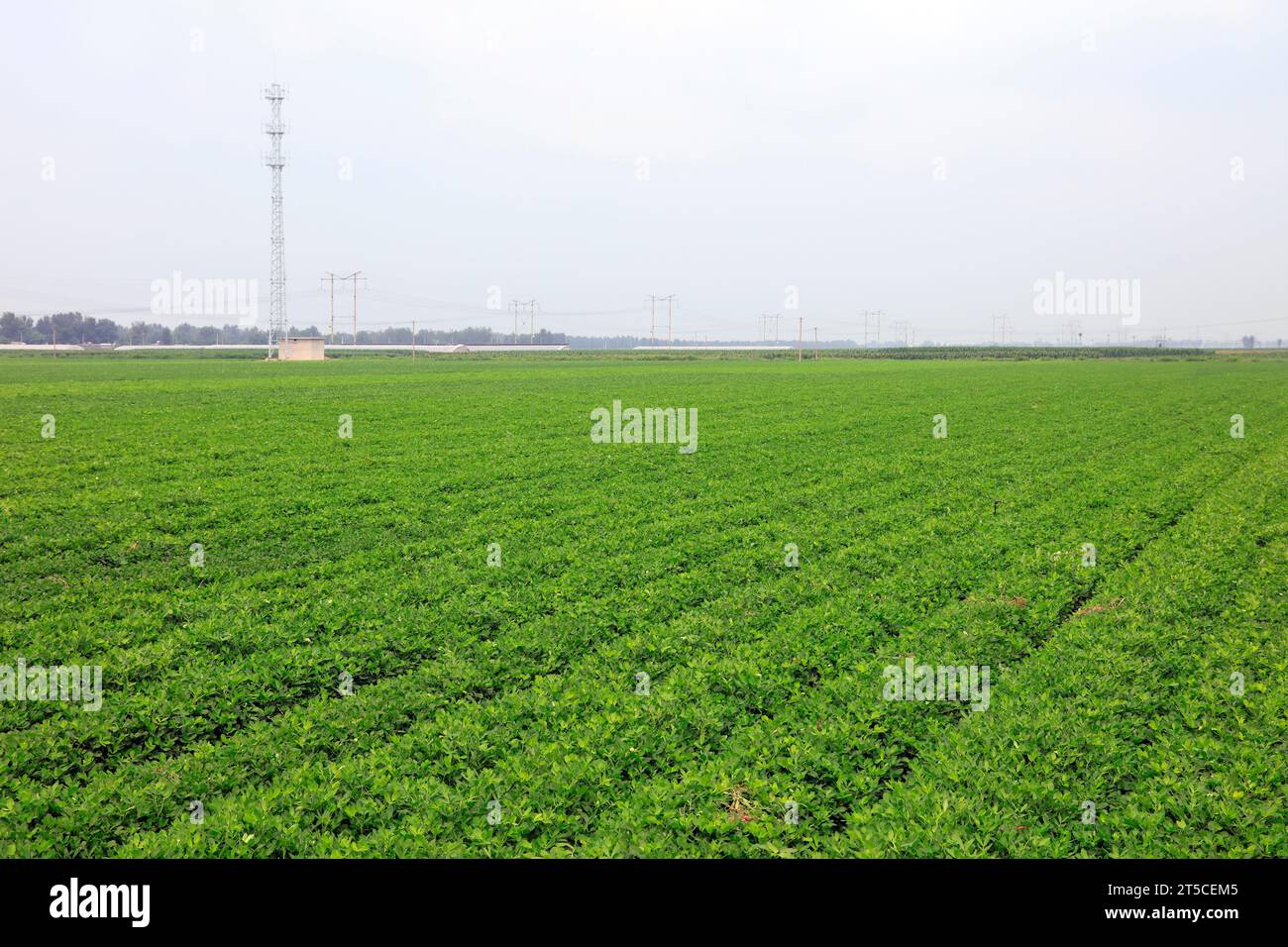 Peanut field plantation fields peanuts hi-res stock photography and ...