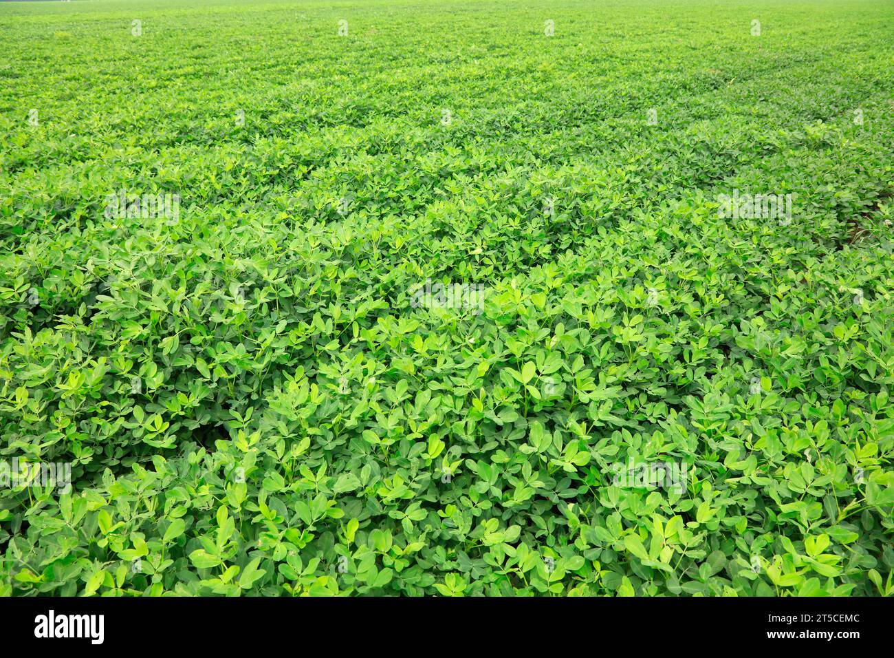 Peanut field plantation fields peanuts hi-res stock photography and ...