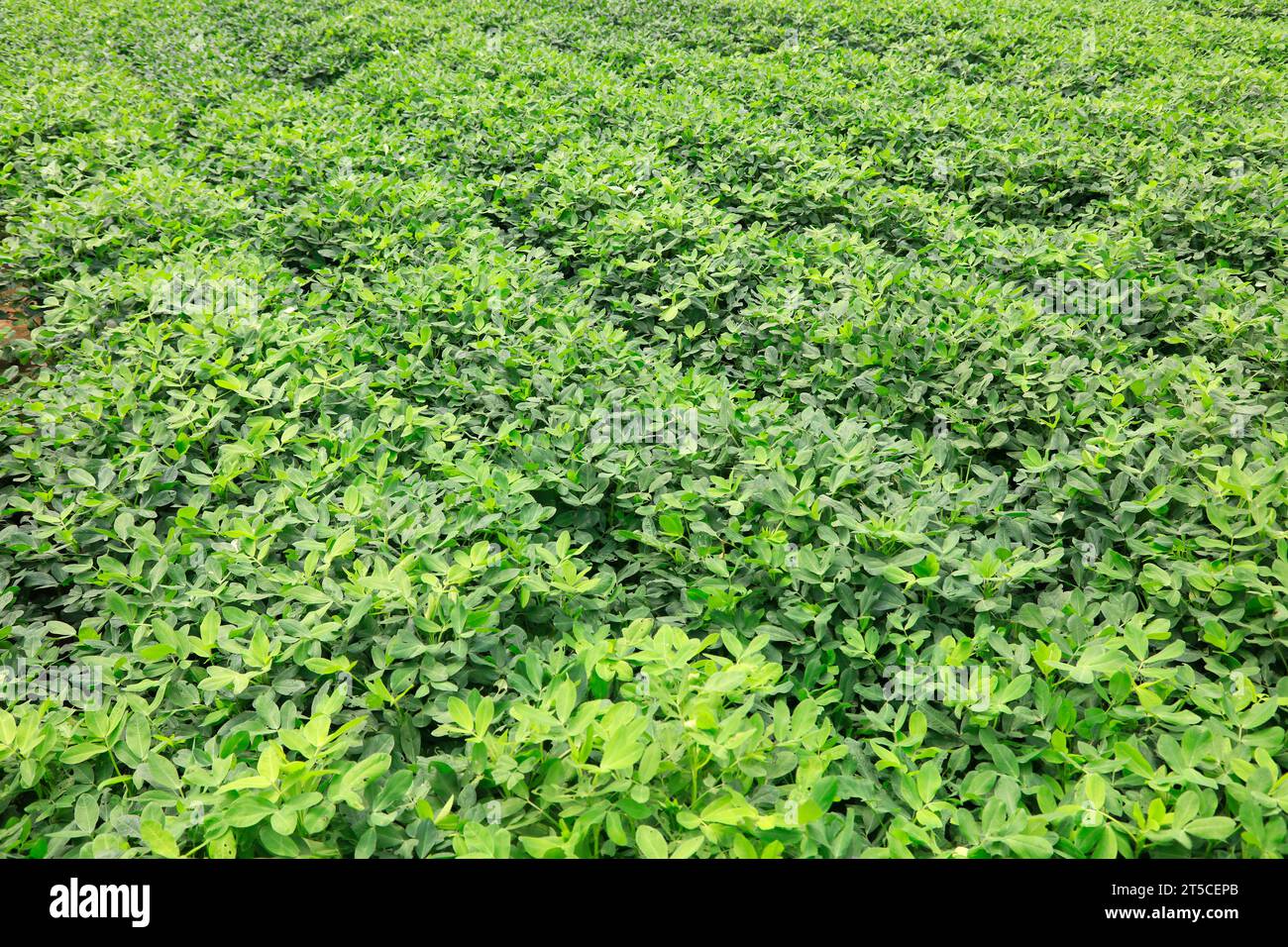 Peanut field plantation fields peanuts hi-res stock photography and ...