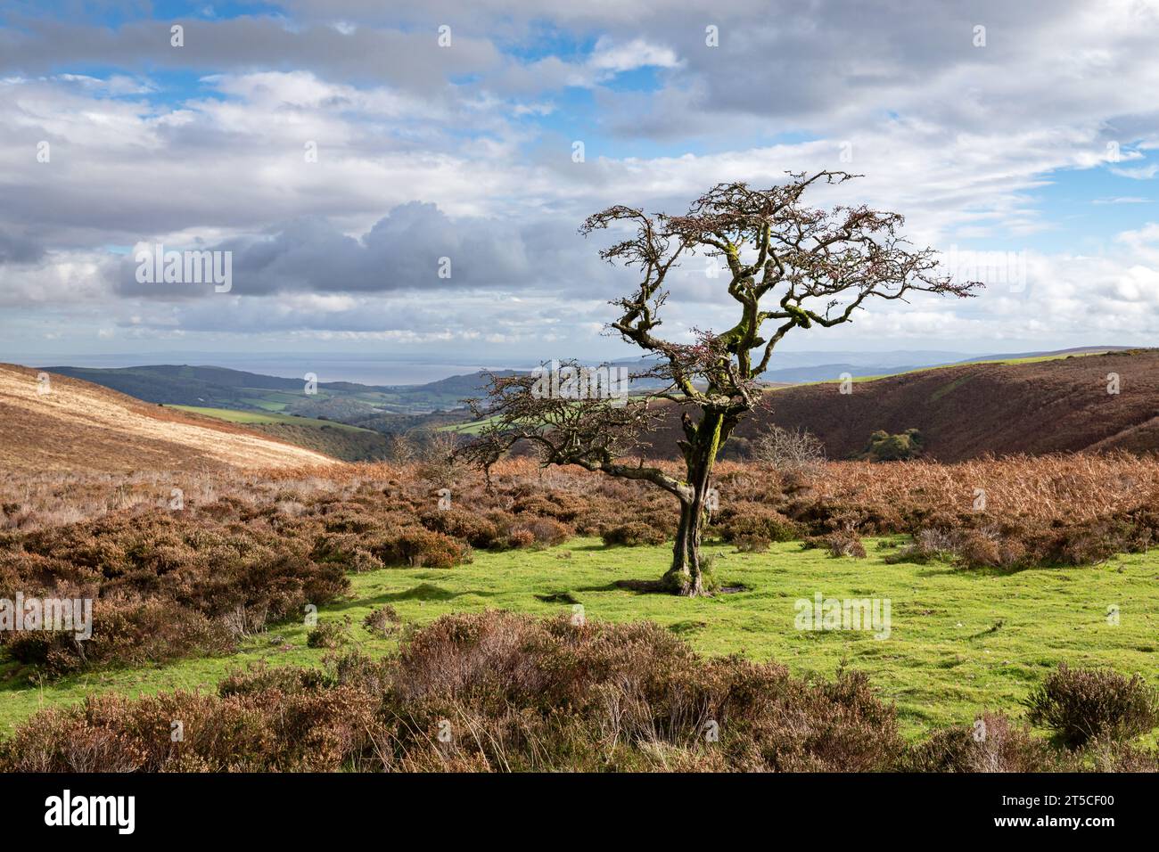 Hawthorn tree on Exmoor with autumn colours and distant views of the ...