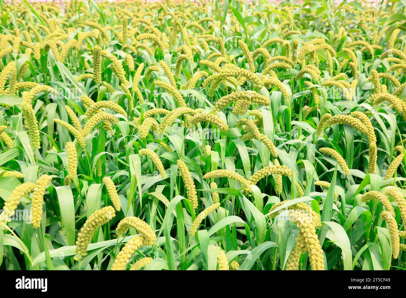 foxtail millet in the field Stock Photo - Alamy