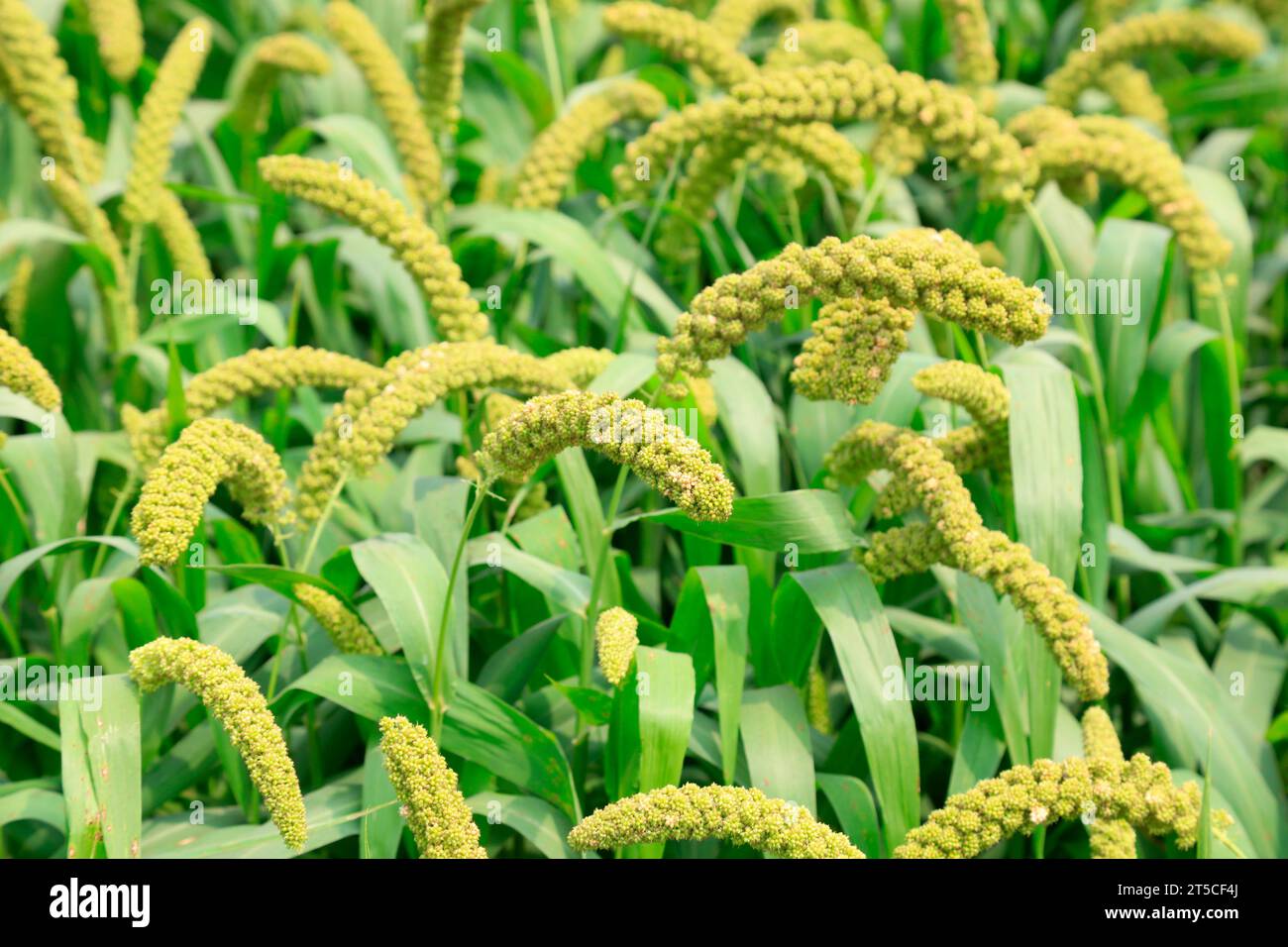Millet field china hi-res stock photography and images - Alamy