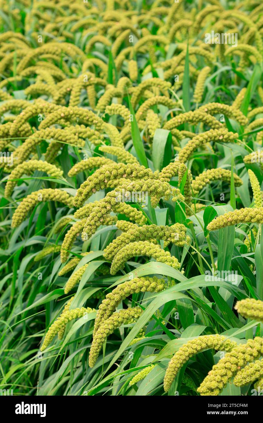 foxtail millet in the field Stock Photo - Alamy