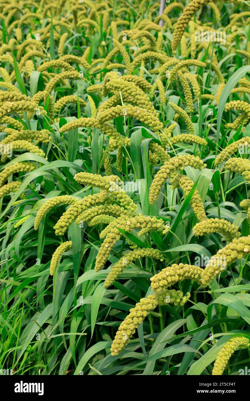 foxtail millet in the field Stock Photo - Alamy