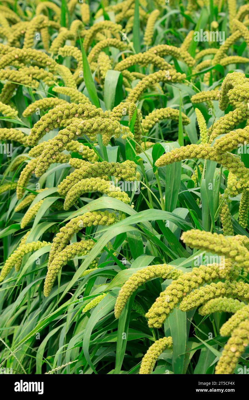 foxtail millet in the field Stock Photo - Alamy