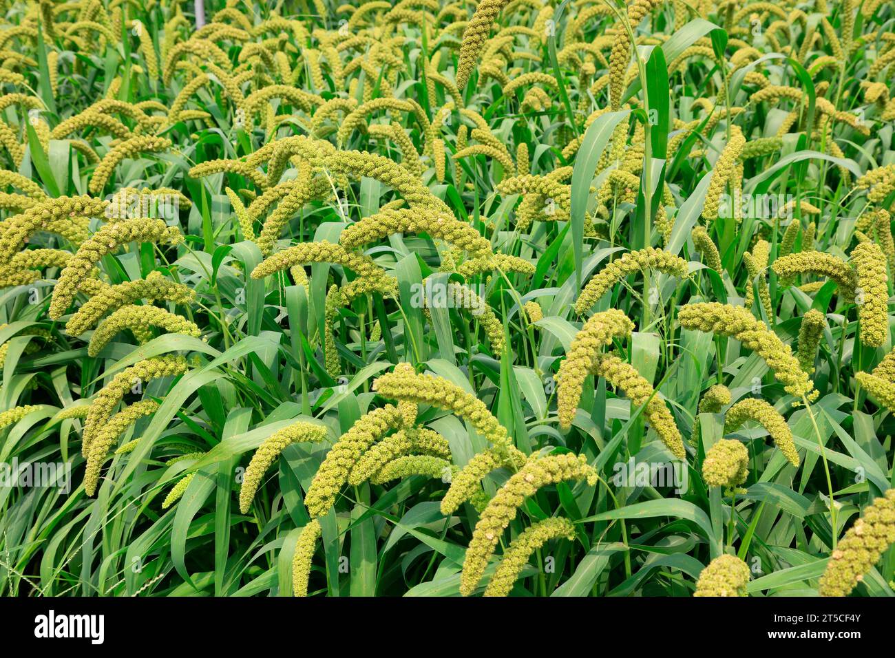 Foxtail millet seeds hi-res stock photography and images - Alamy