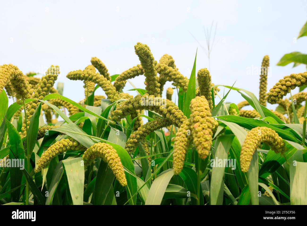 foxtail millet in the field Stock Photo - Alamy