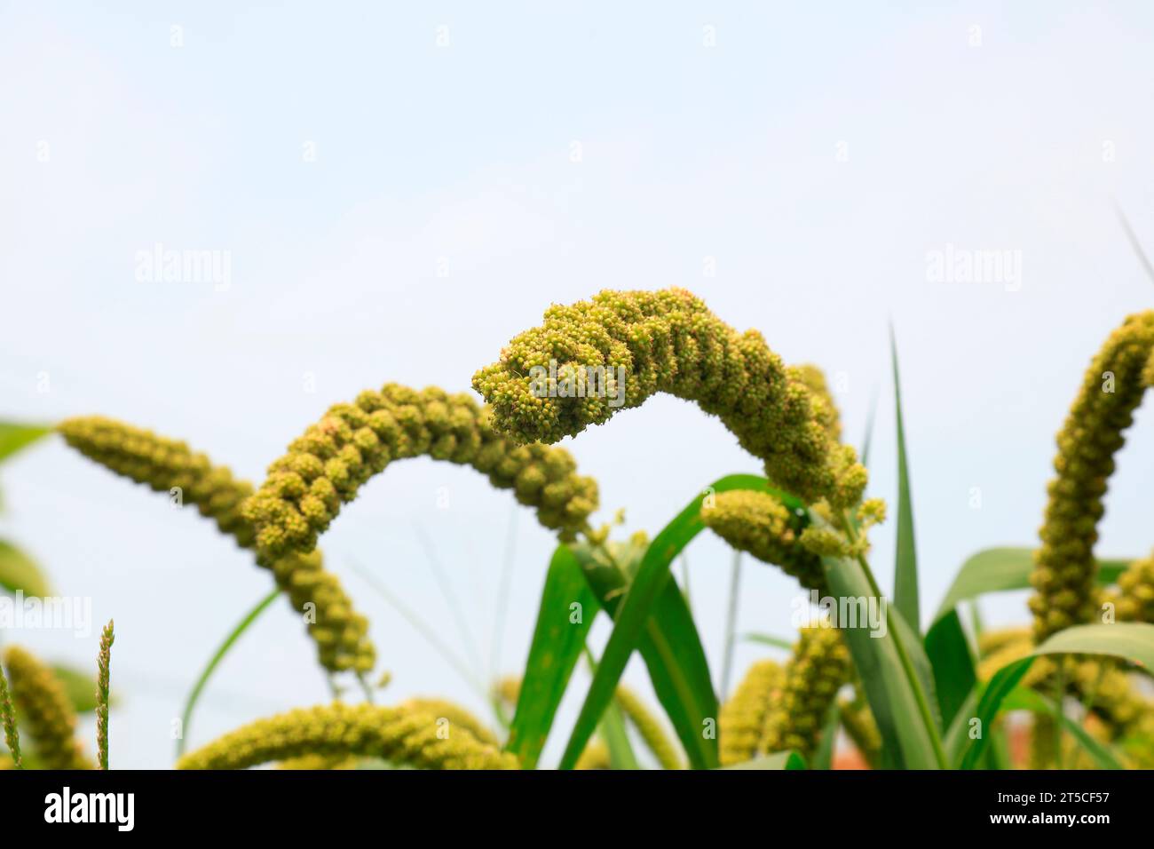 foxtail millet in the field Stock Photo - Alamy