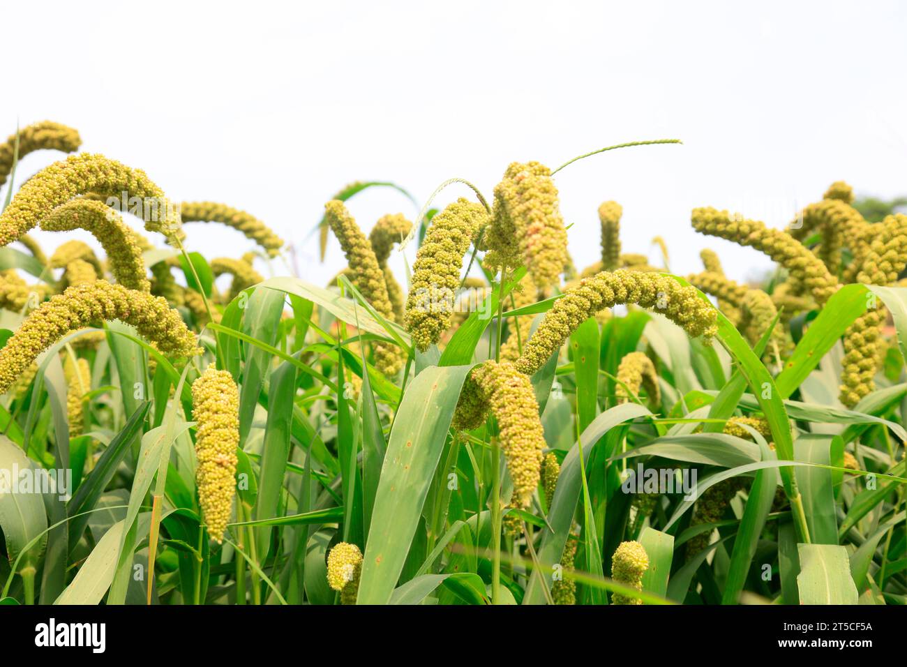 foxtail millet in the field Stock Photo - Alamy