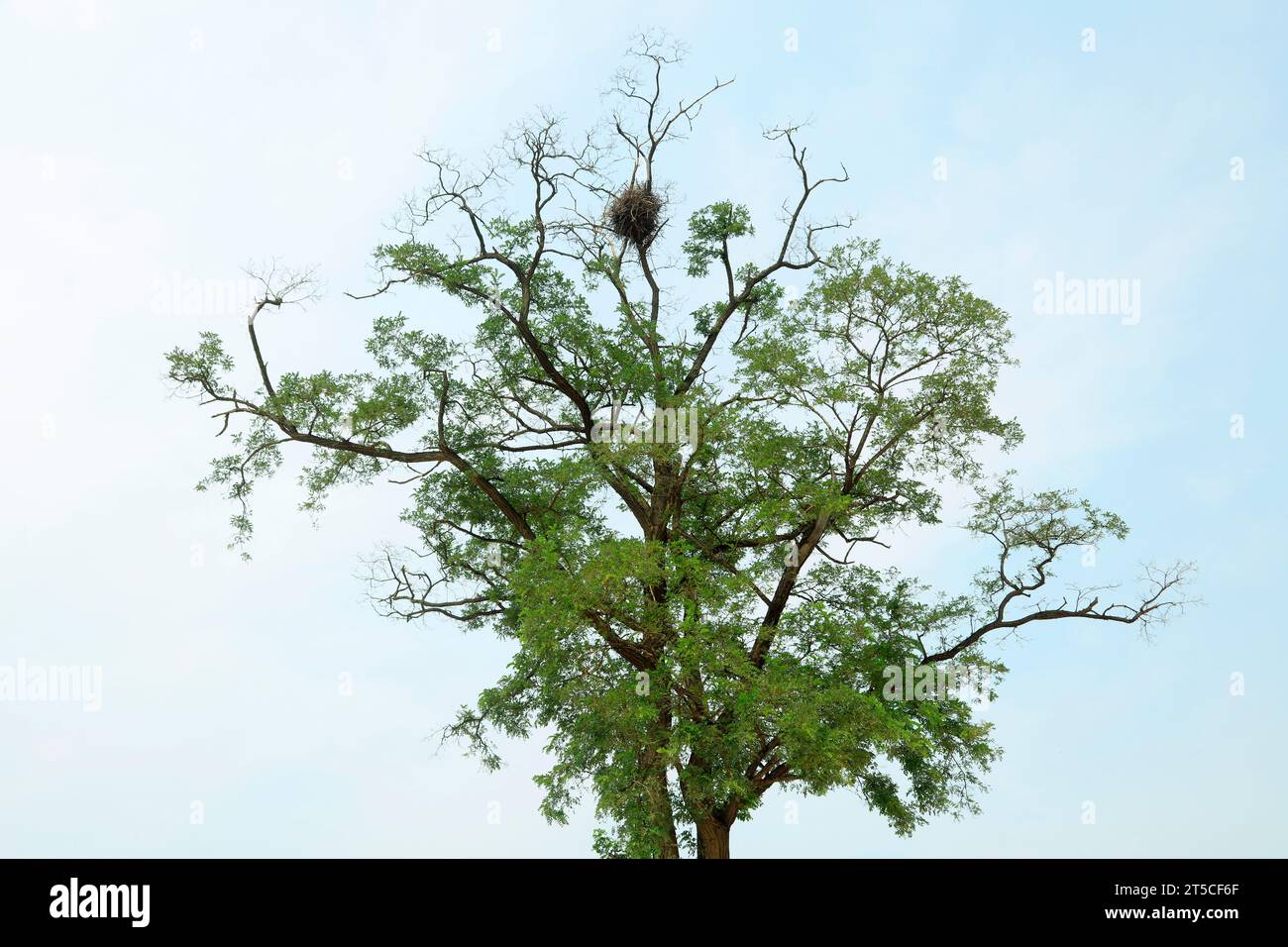 Old locust tree Stock Photo - Alamy