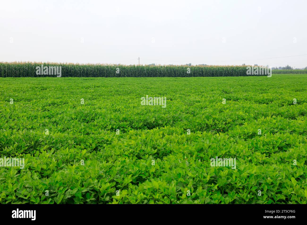 peanut plants in the fields Stock Photo - Alamy