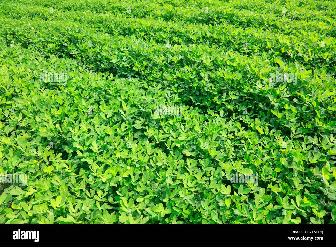 Groundnut Field North Carolina Peanut Farmers Gain Remarkable Yield