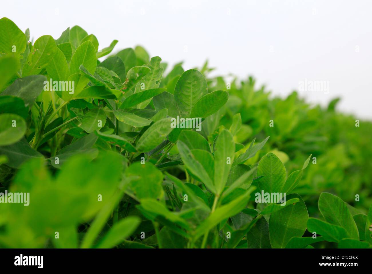 Peanut leaves hi-res stock photography and images - Alamy
