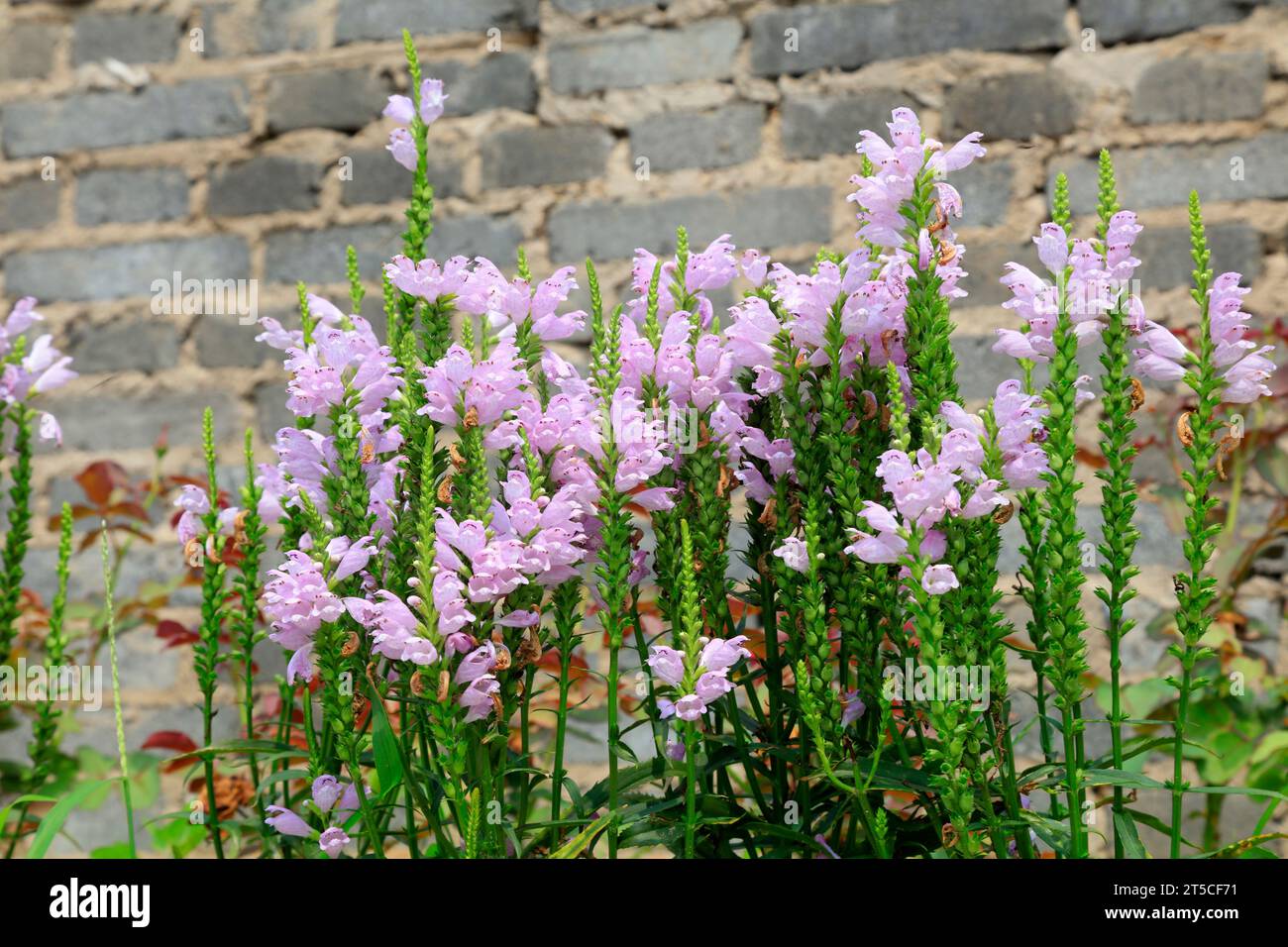 Physostegia virginiana flowers in a garden Stock Photo - Alamy