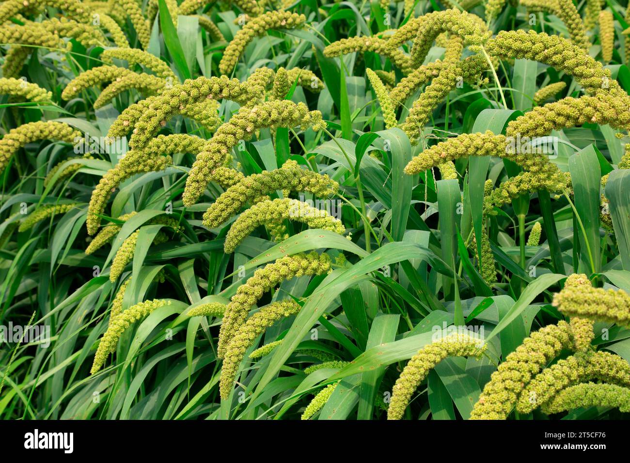foxtail millet in the field Stock Photo - Alamy