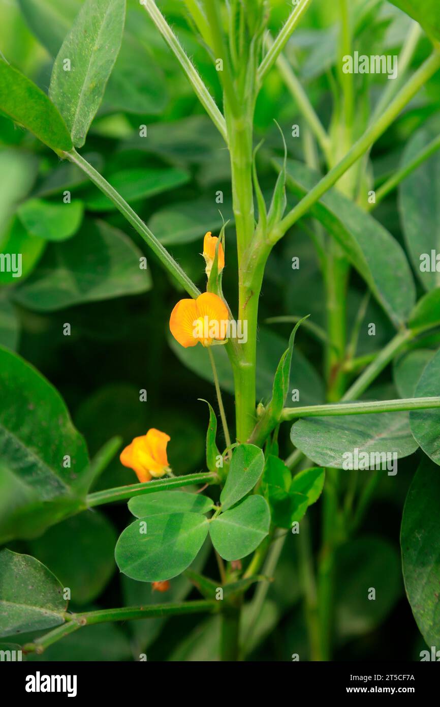 Peanut flowers in the wild Stock Photo - Alamy
