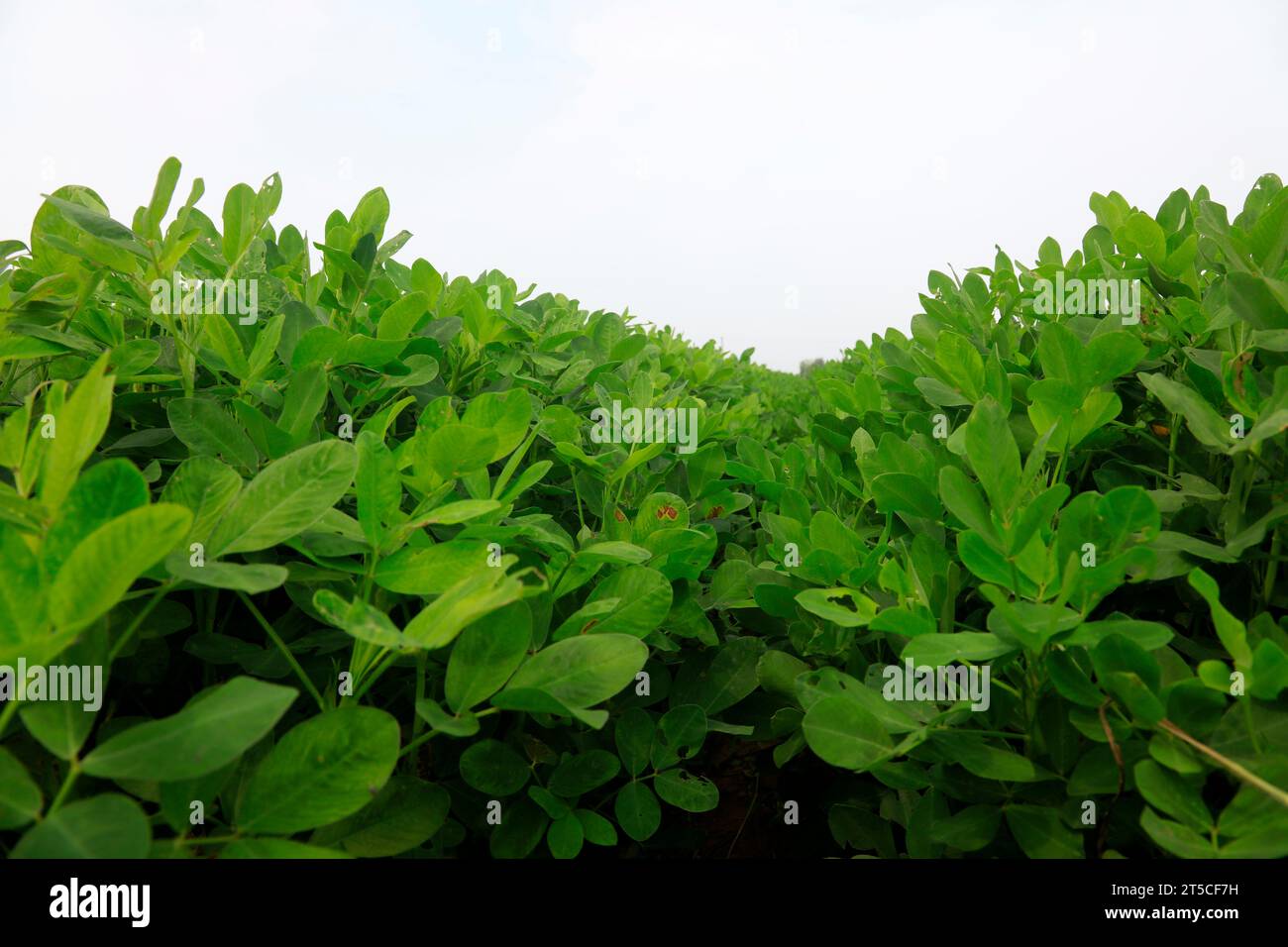 Peanut leaves hi-res stock photography and images - Alamy