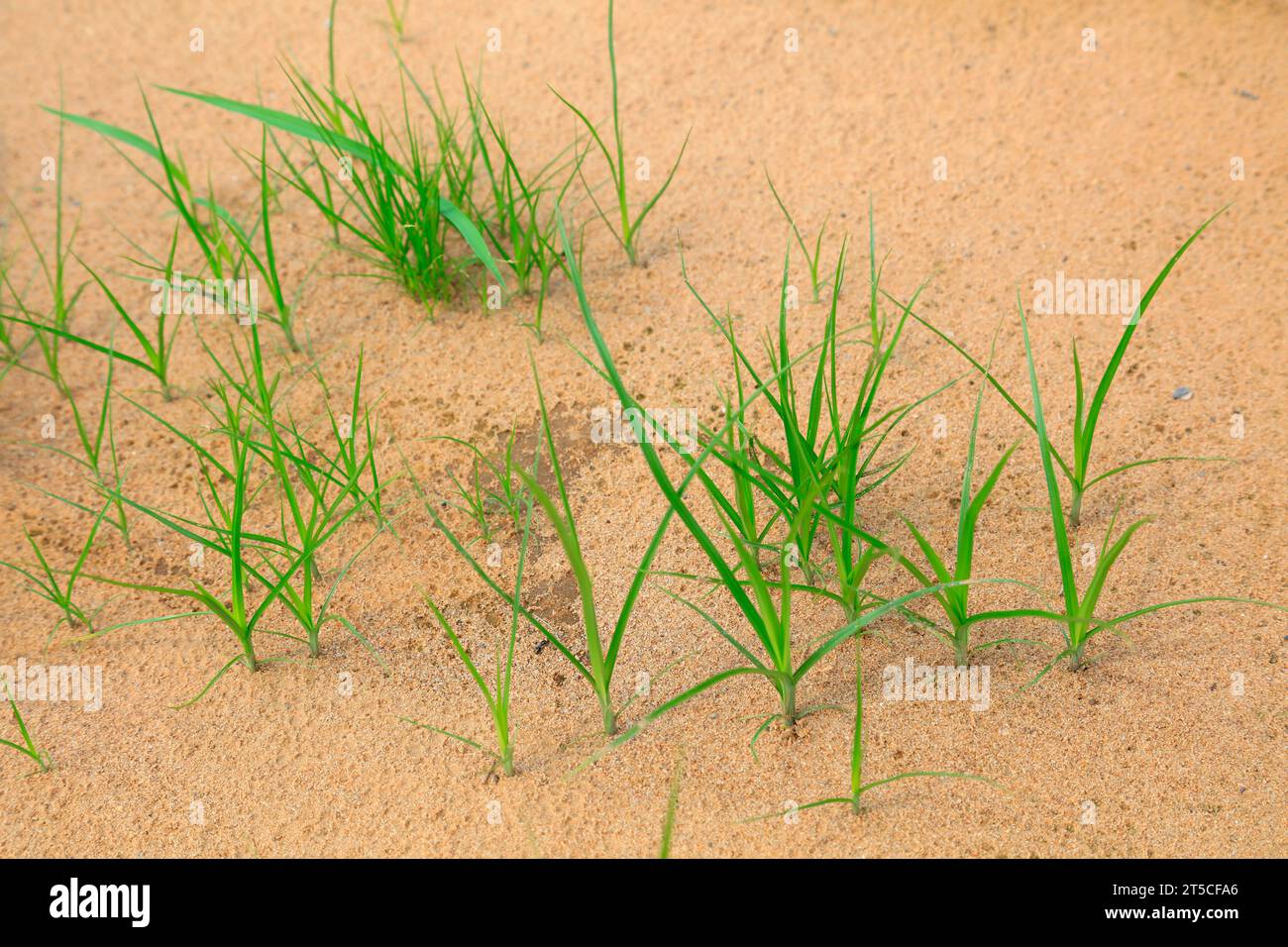 grass in the sand Stock Photo - Alamy