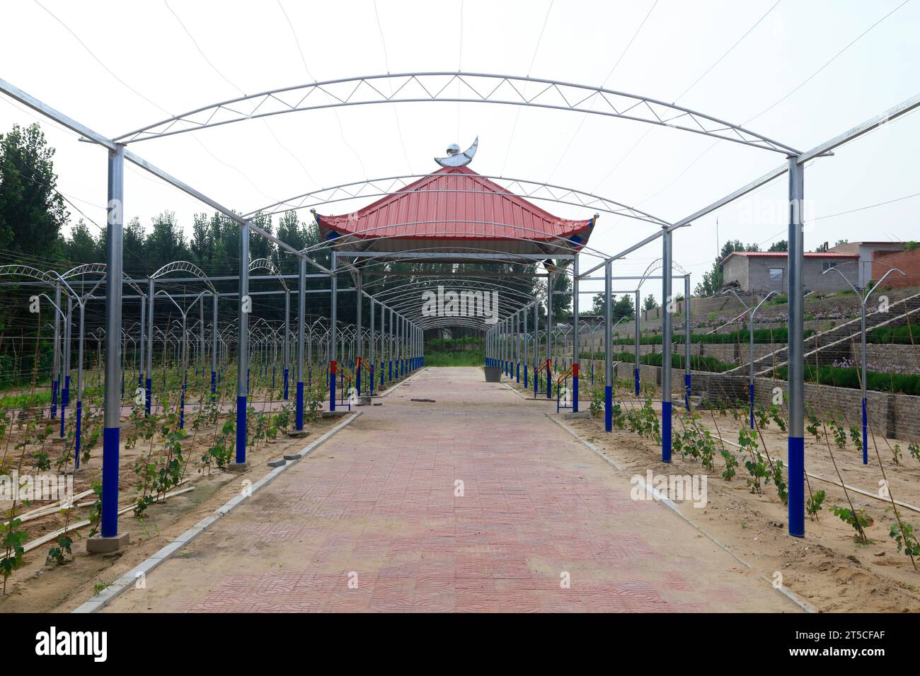 vineyard landscape architecture Stock Photo - Alamy