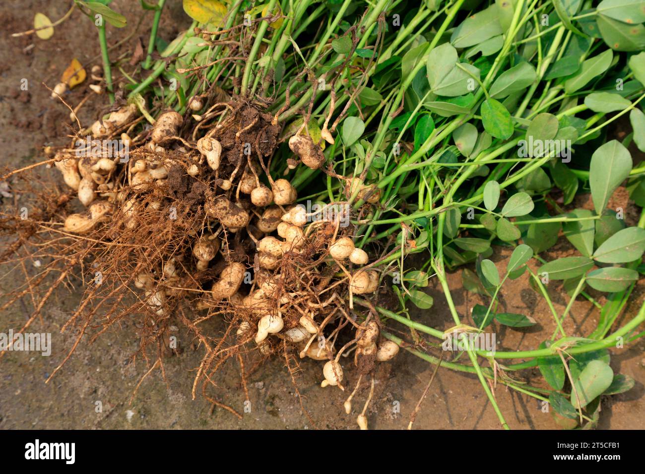little flower raw fruit Stock Photo - Alamy