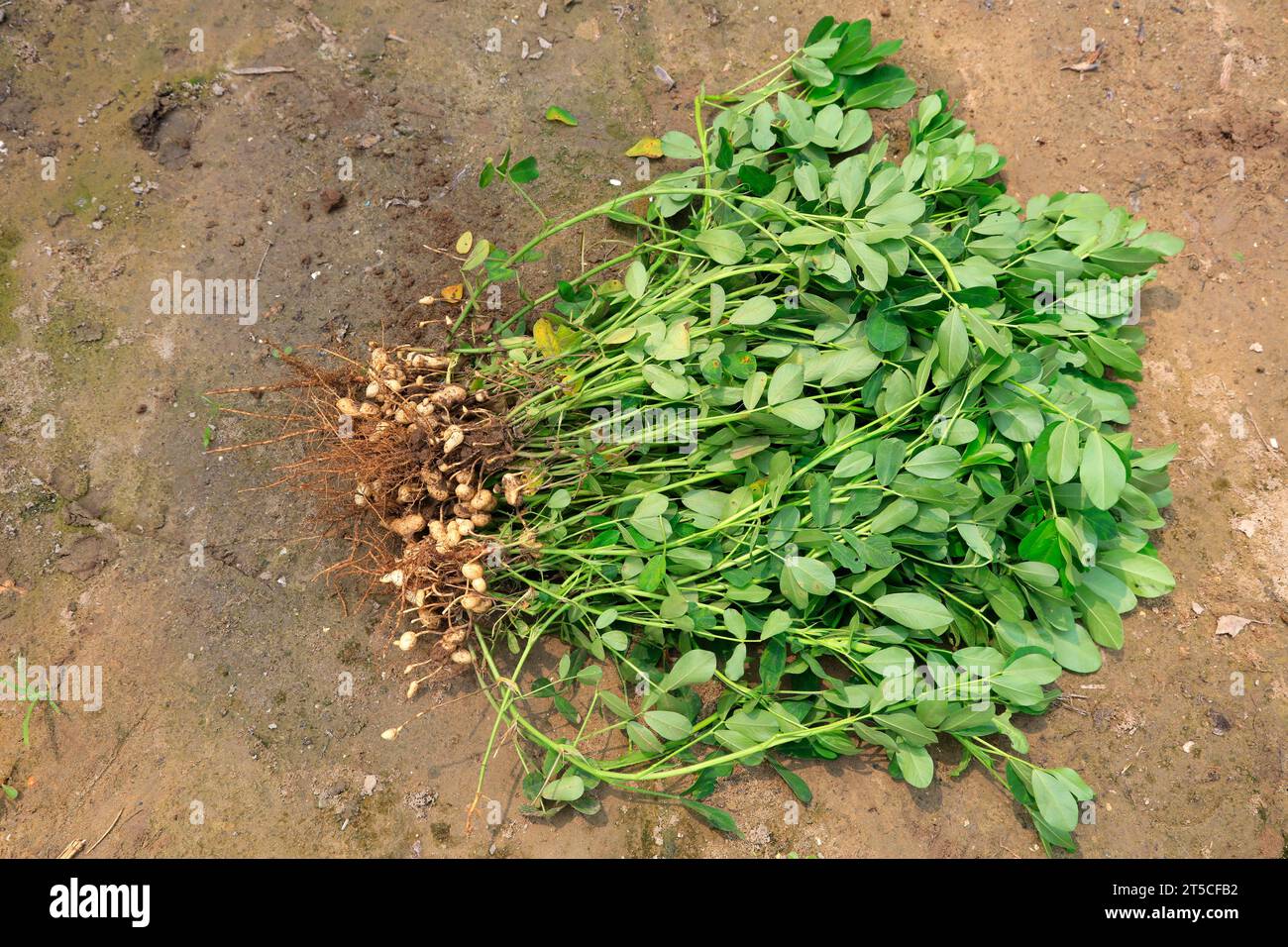 little flower raw fruit Stock Photo - Alamy