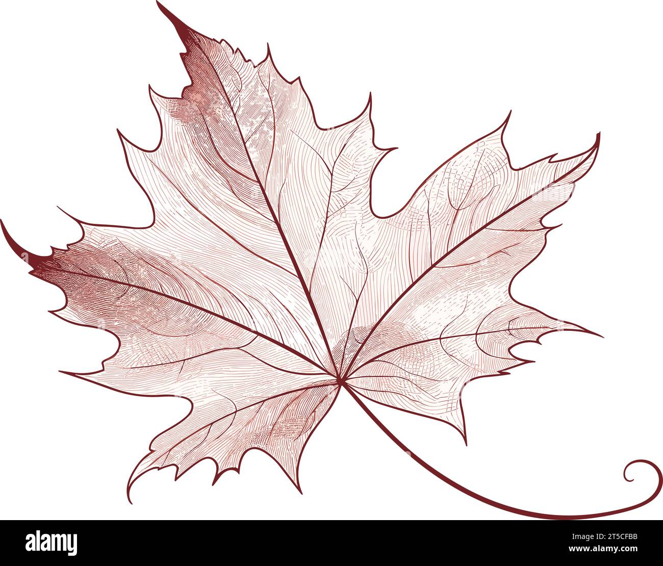 Drawing of Maple leaf. Linear and silhouette illustration separated ...
