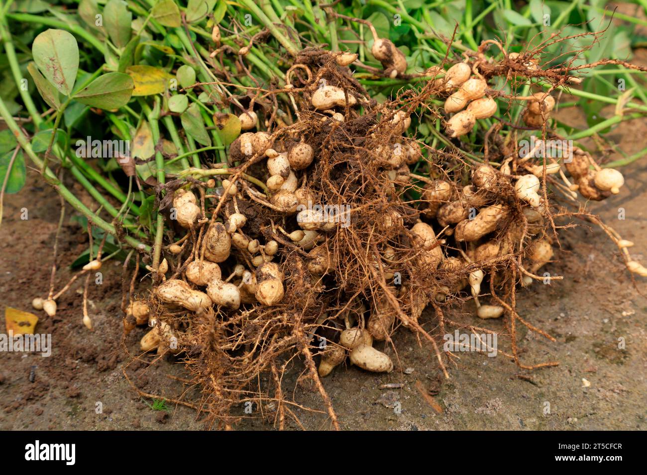 little flower raw fruit Stock Photo - Alamy