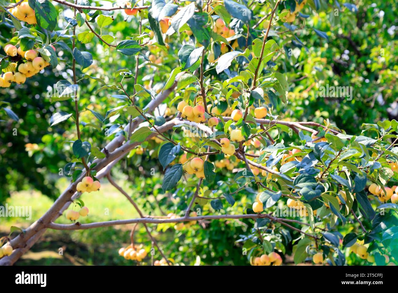 Chinese flowering crabapple fruit Stock Photo - Alamy