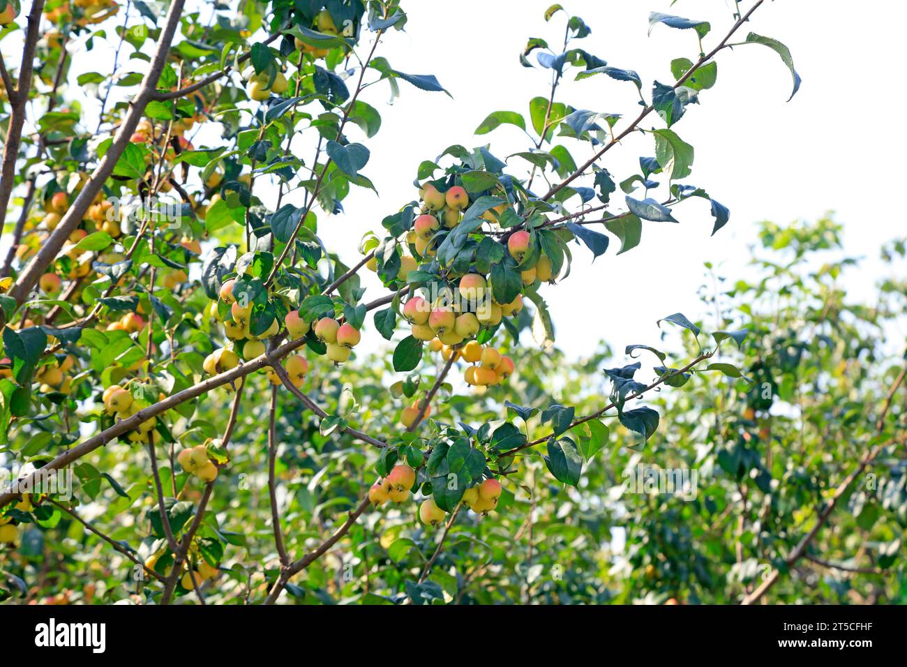 Chinese flowering crabapple fruit Stock Photo - Alamy