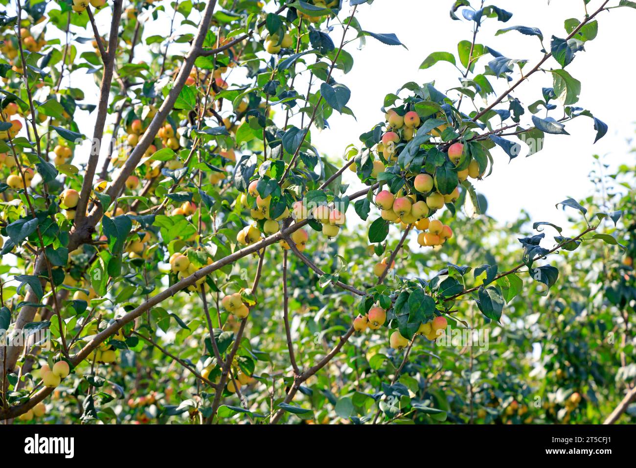 Chinese flowering crabapple fruit Stock Photo - Alamy
