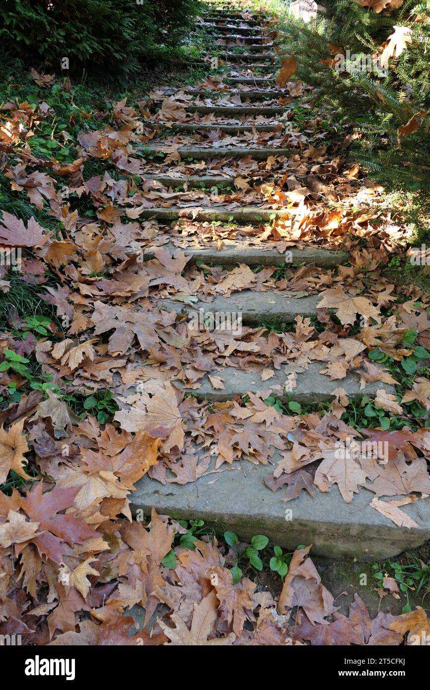 Old stairs with fallen leaves hi-res stock photography and images - Alamy