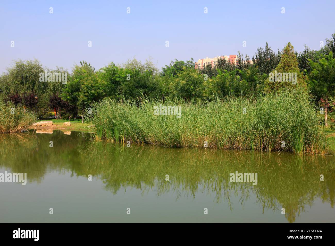 Building with reed Stock Photo - Alamy