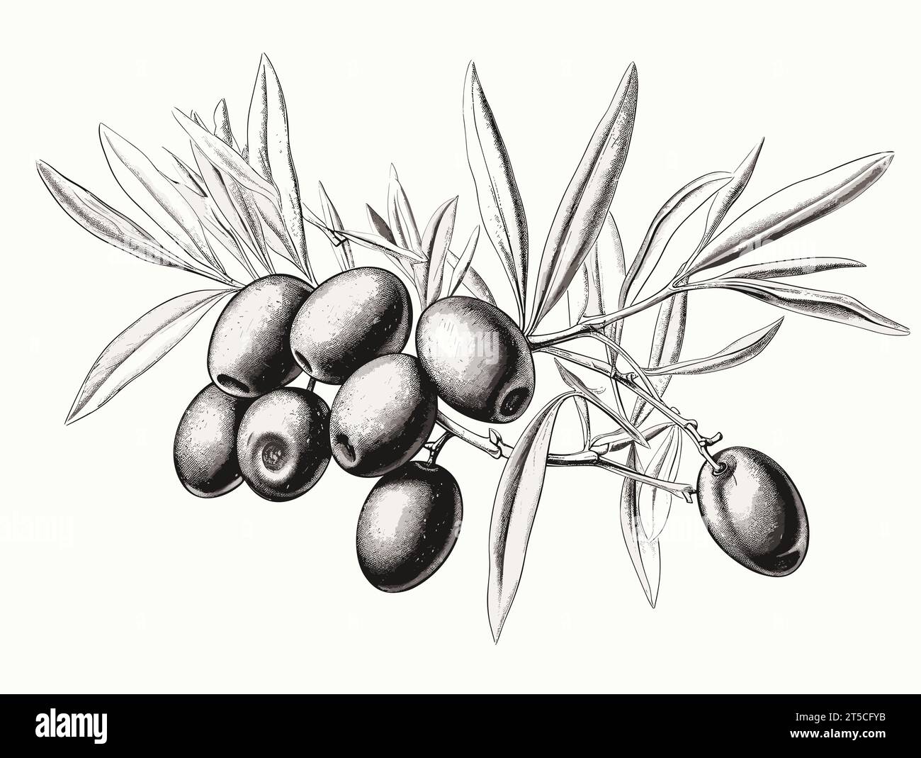 Drawing of Olive brunch in engraving style element illustration ...