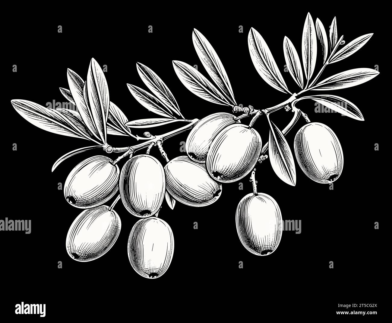 Drawing of Olive brunch in engraving style element illustration ...