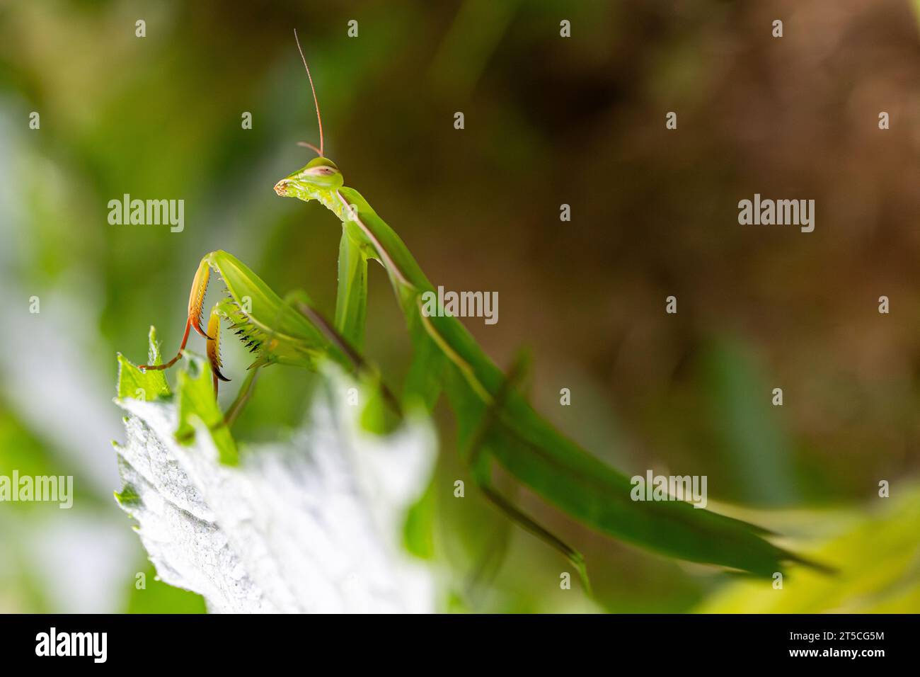 Green praying mantis in grass hi-res stock photography and images - Alamy
