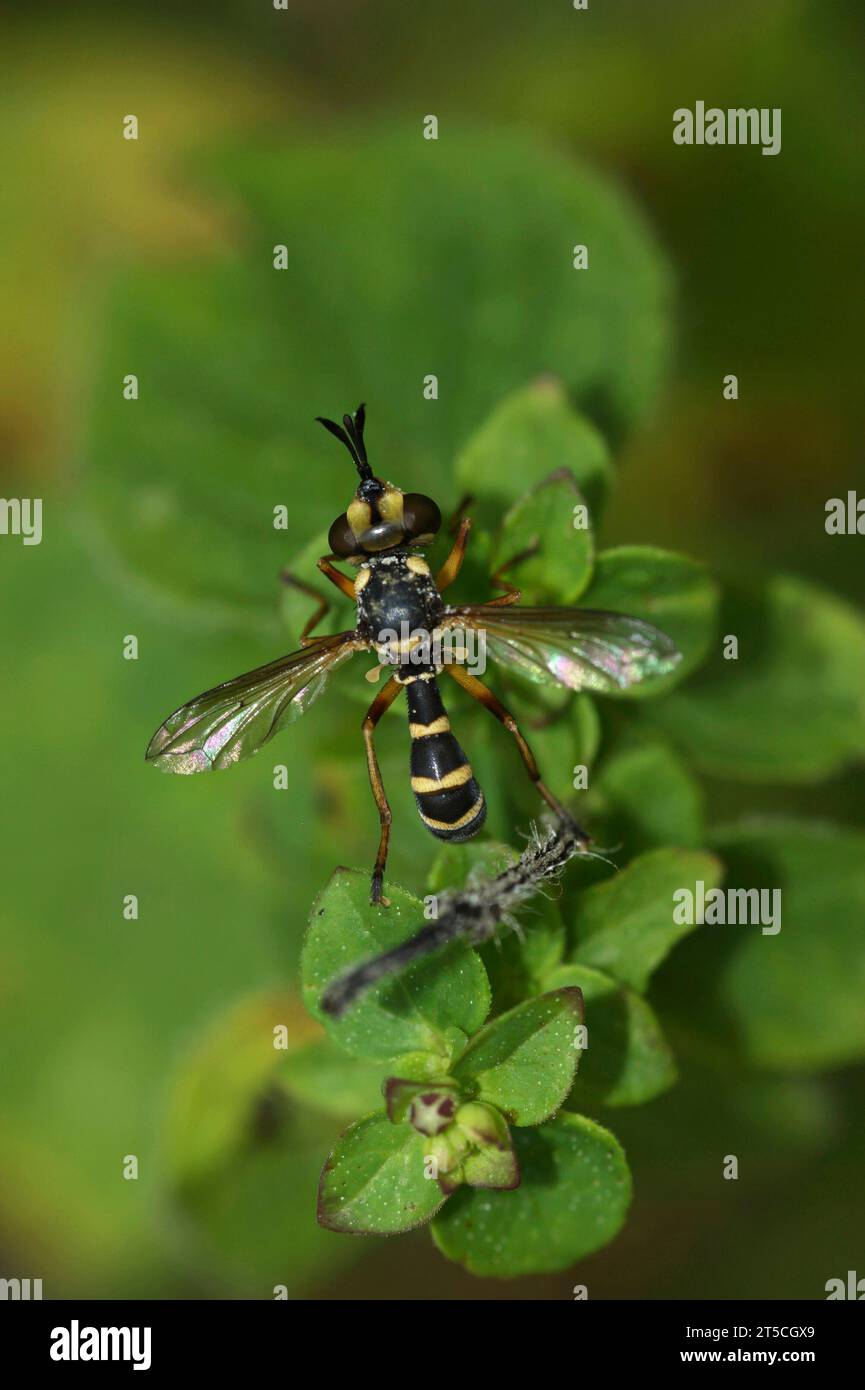 Conops hi-res stock photography and images - Alamy