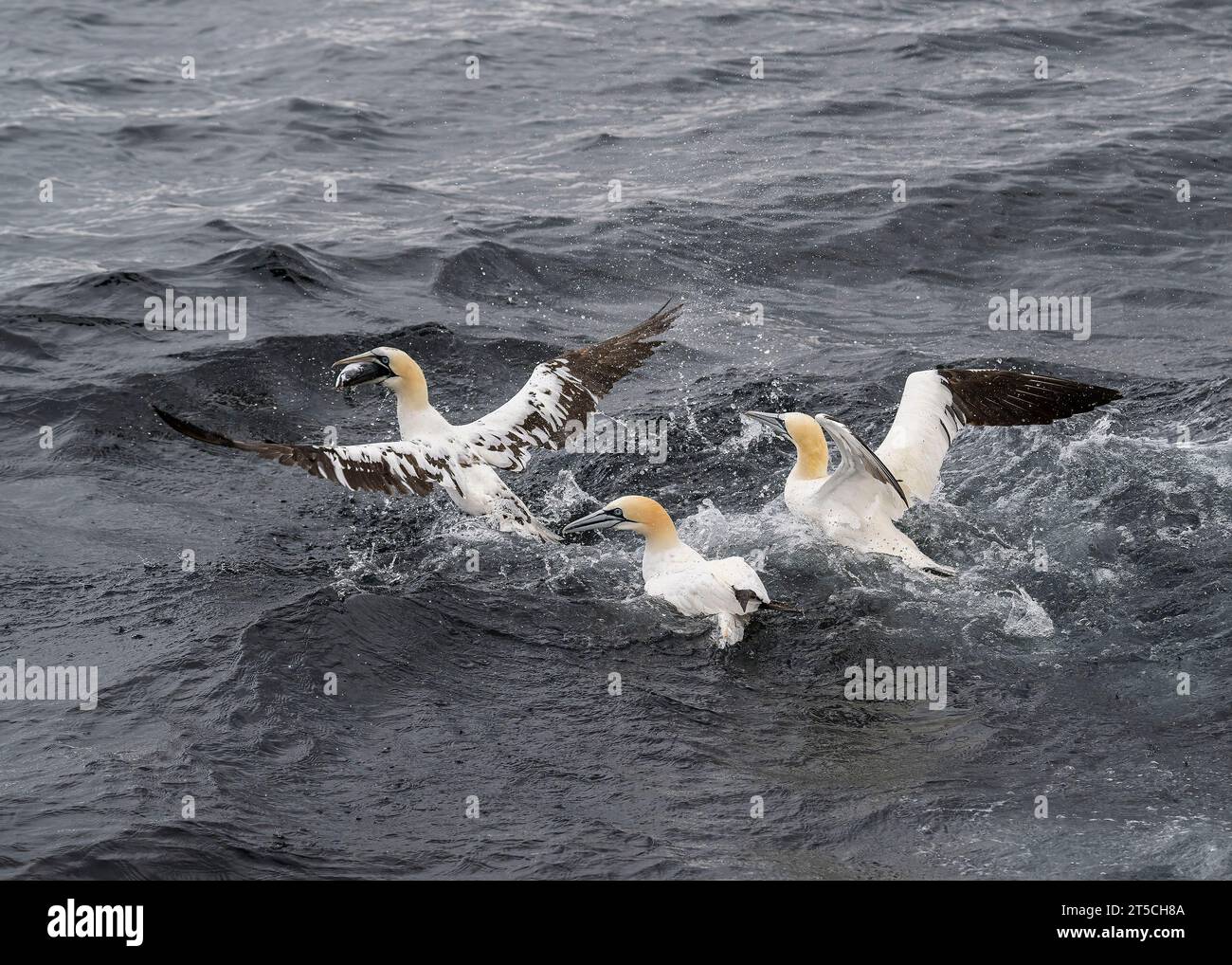 Gannet (Morus bassanus), feeding in the seas around Noss NNR Shetland ...