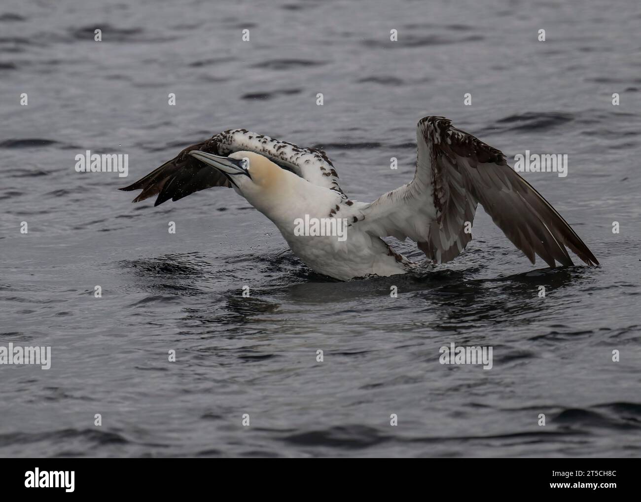 Gannet (Morus bassanus), immature, stretching its neck, Noss NNR ...