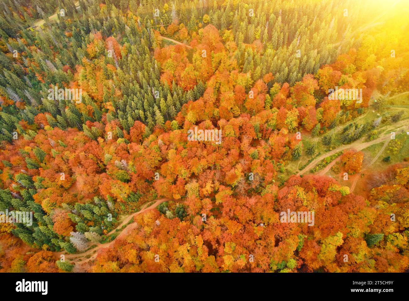 Aerial view of forest in foliage season. Natural green, orange and yellow background. Photo from ...