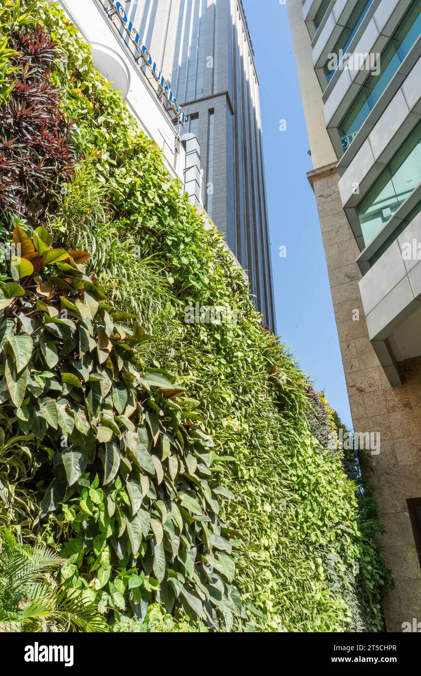 Living green walls on the buildings in natural light Stock Photo - Alamy