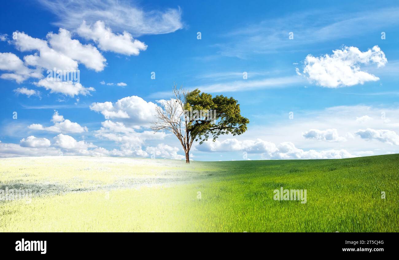 Concept of doubleness. Summer and winter of different sides with tree ...