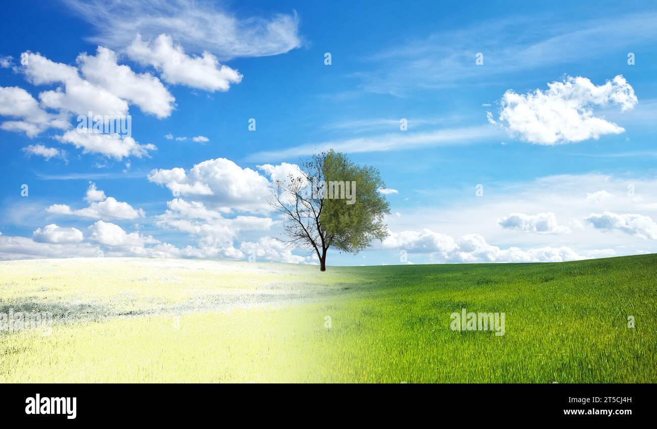 Concept of doubleness. Summer and winter of different sides with tree ...