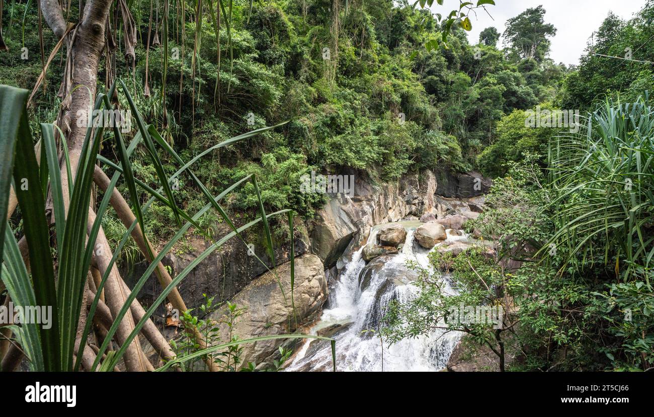 Vietnamjungletrek hi-res stock photography and images - Alamy