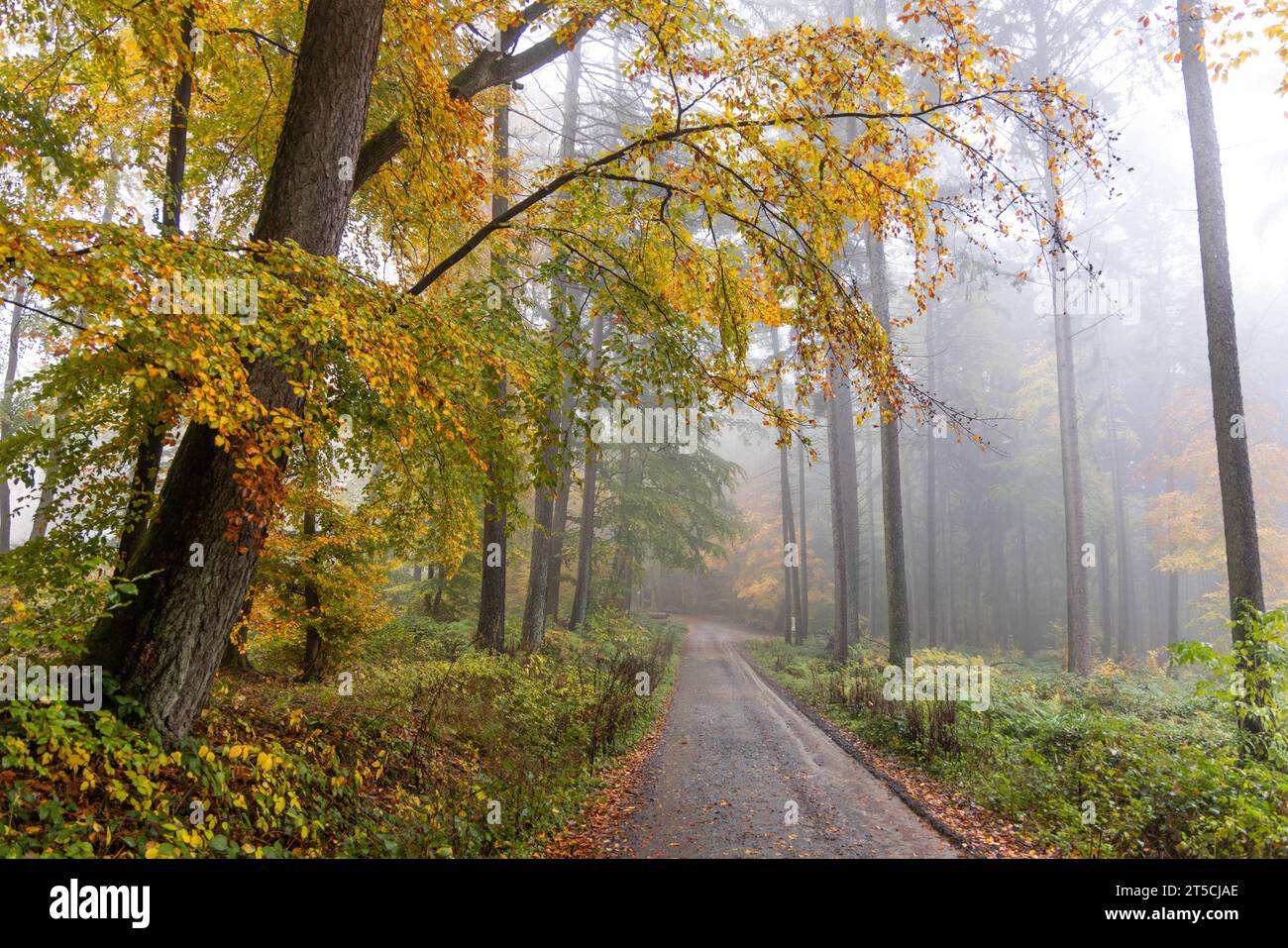 Trübes Novemberwetter in Hessen Bei Regen und Nebel zeigt sich der ...