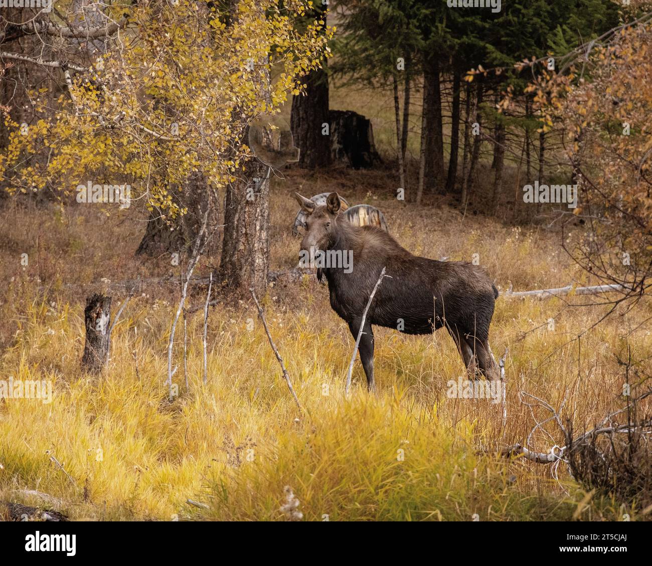 A majestic moose stands in a forest setting surrounded by golden ...